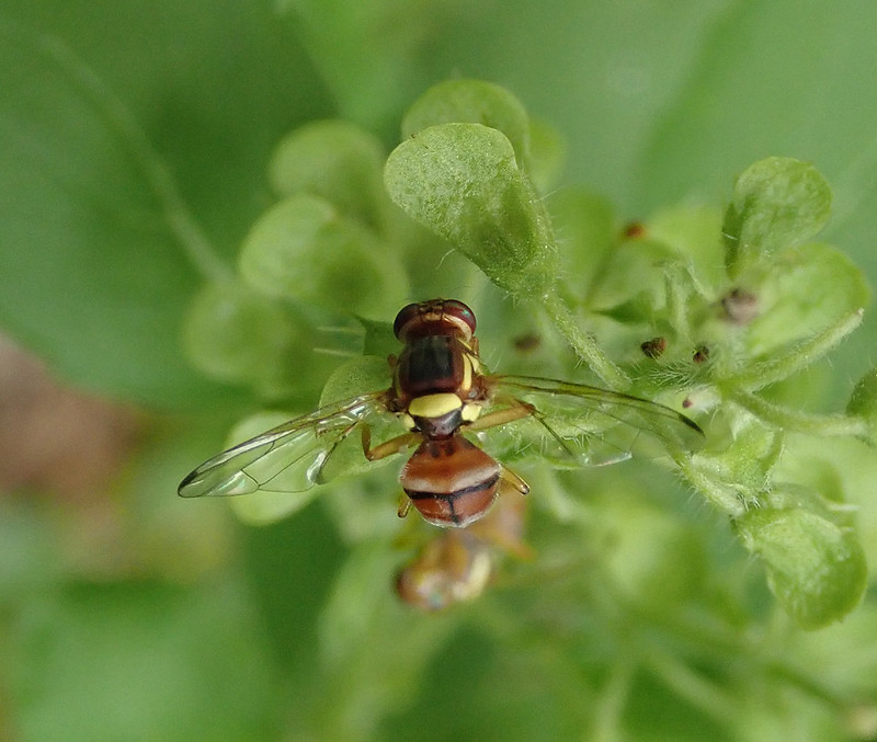 Mouche orientale des fruits